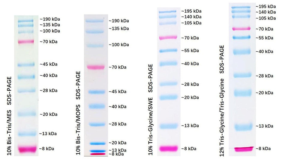 Western Blot Products – Bioland Scientific LLC